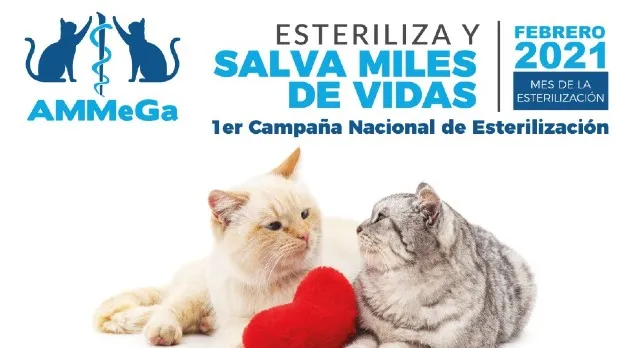Ammega Lanza En México La Primera Campaña De Esterilización Gratuita